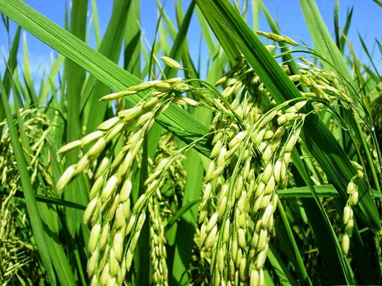 Manfaat Kulit Padi untuk Tanaman Limbah Sawah